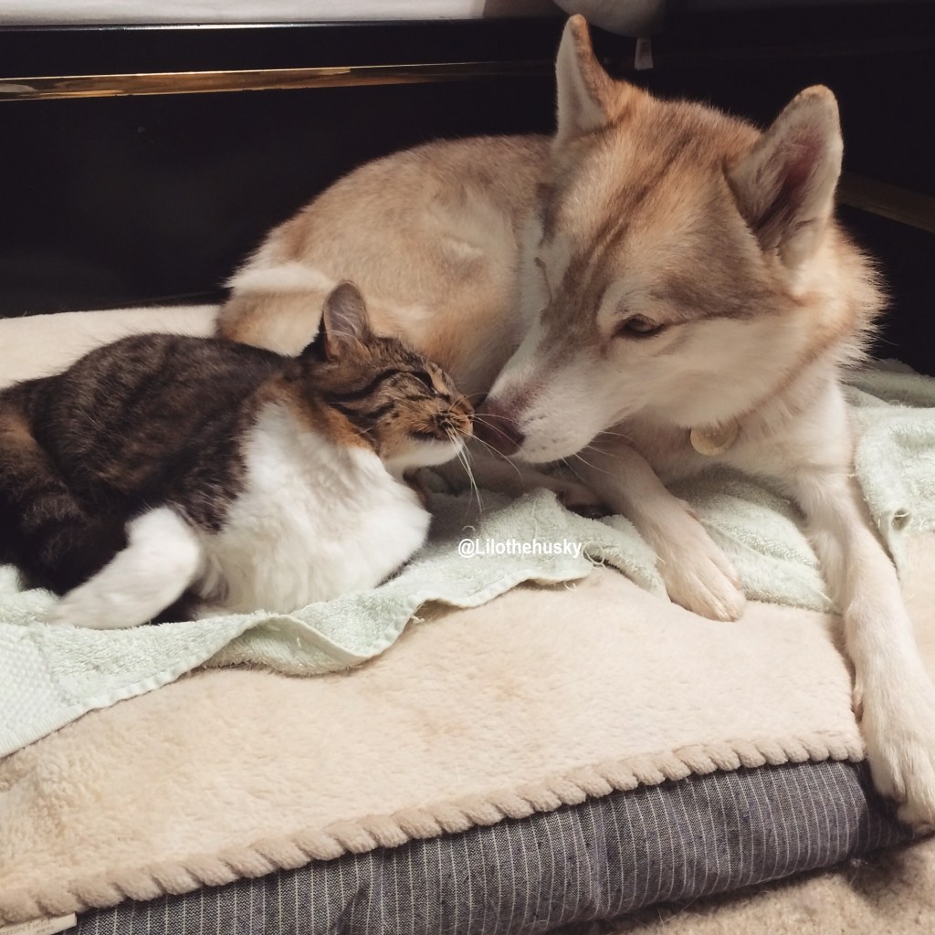 Blog – Rosie & the Huskies