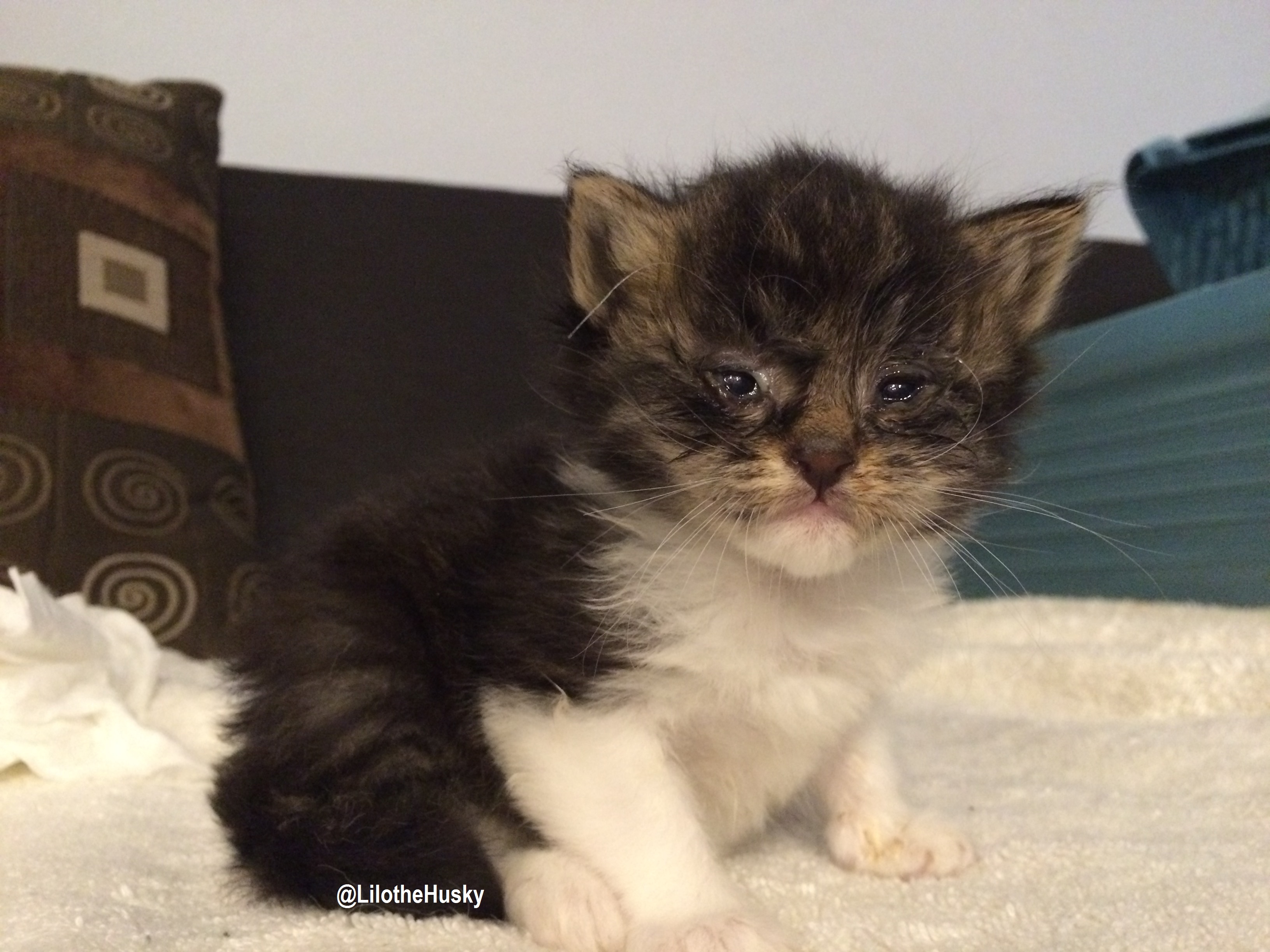 Rosie’s Story – Rosie & the Huskies