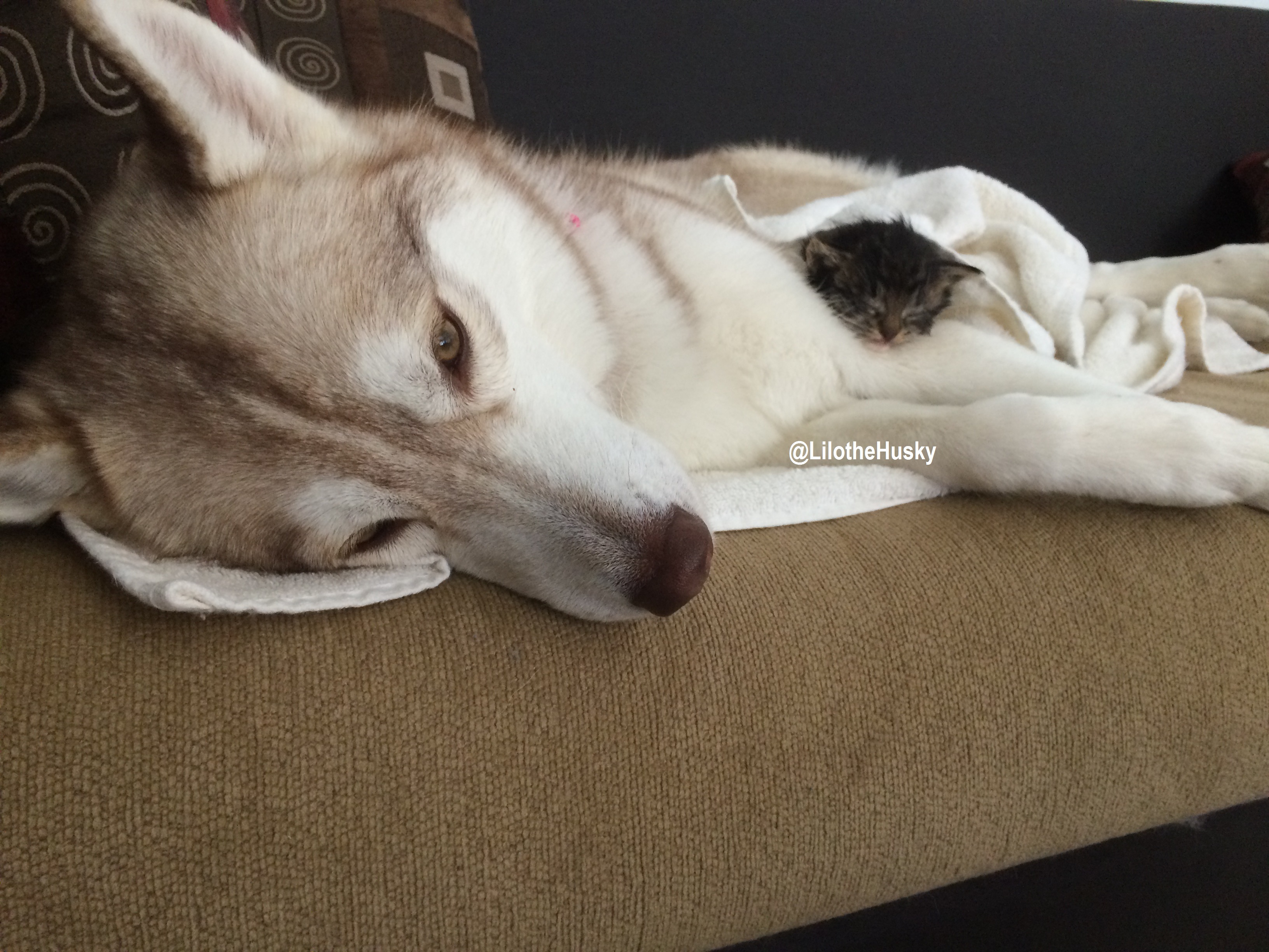 Rosie’s Story – Rosie & the Huskies