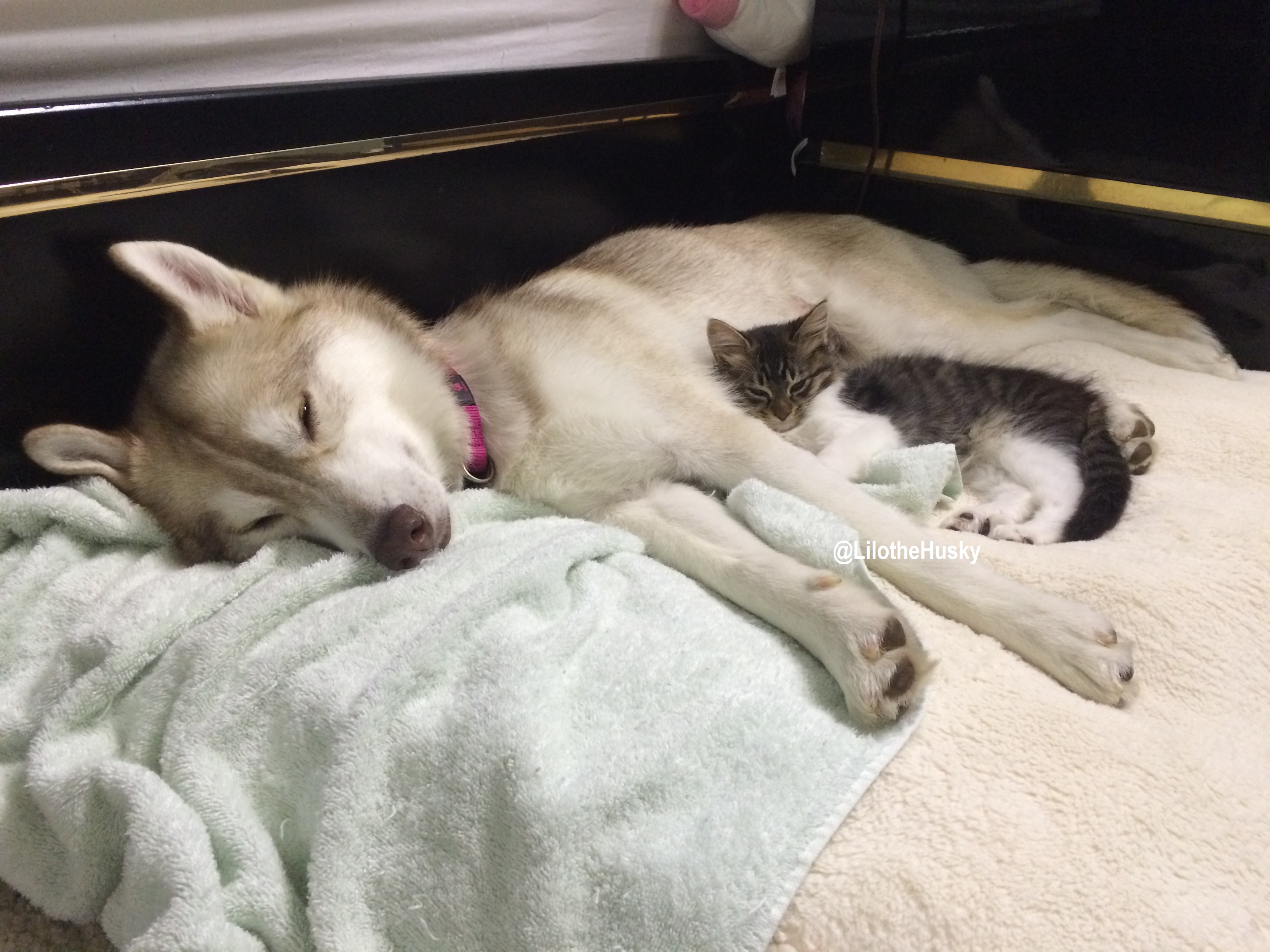 Rosie’s Story – Rosie & the Huskies
