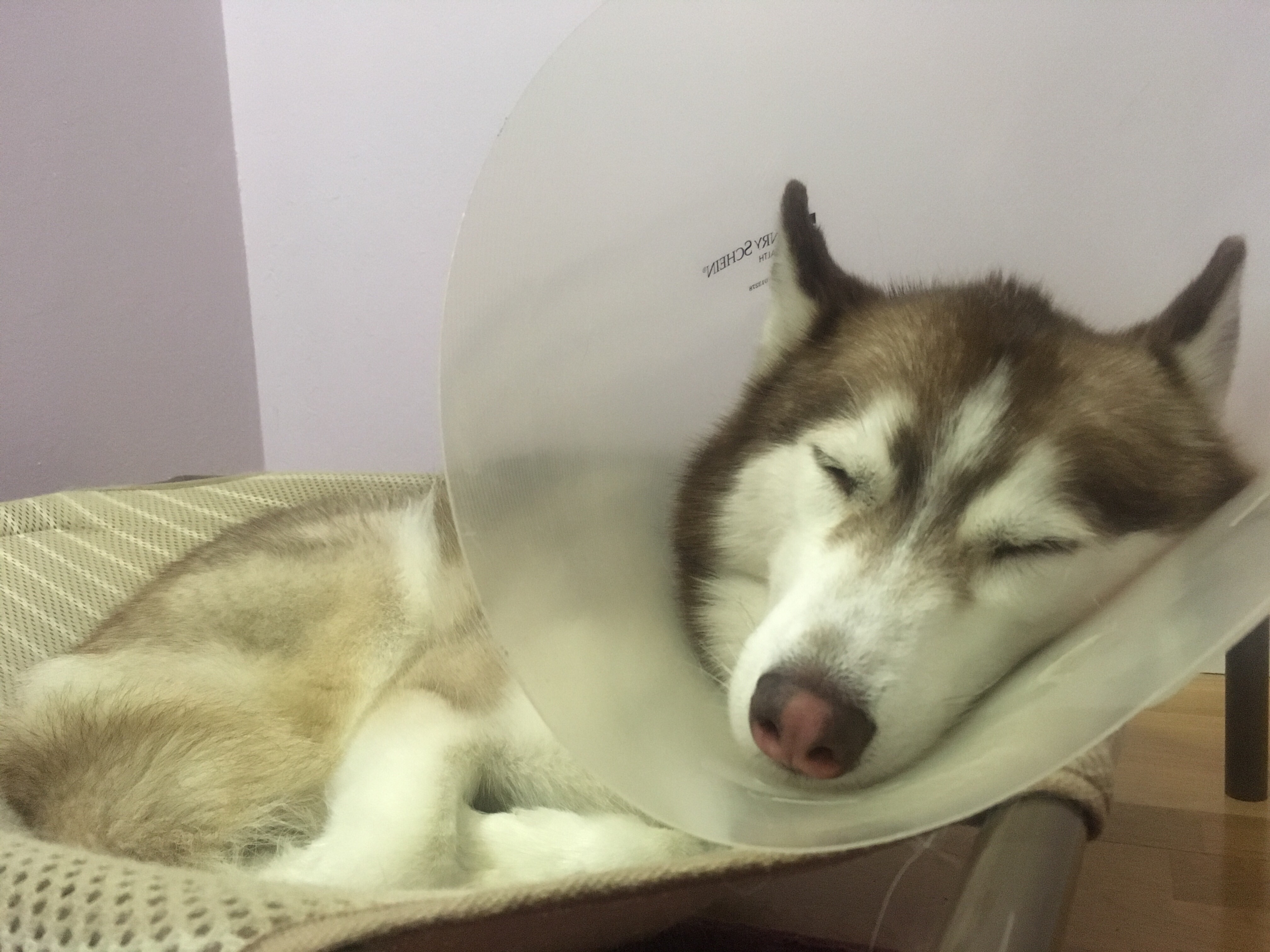 Infinity’s Paw Surgery – Rosie & the Huskies